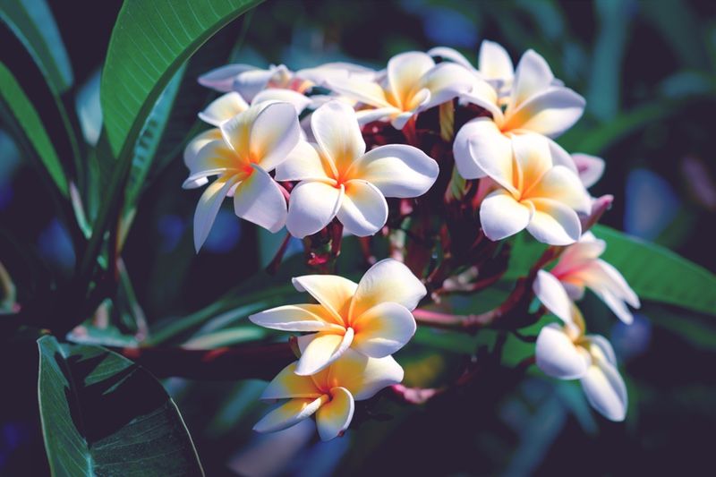 Hawaiian Flowers Found on Maui | Maui Resort Rentals